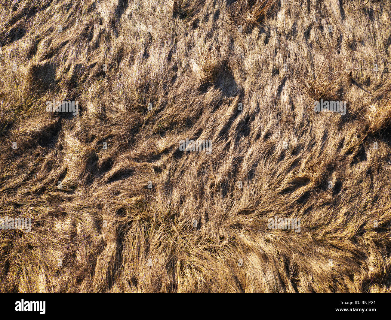 texture of dry grass from top view. Like Wool Stock Photo - Alamy