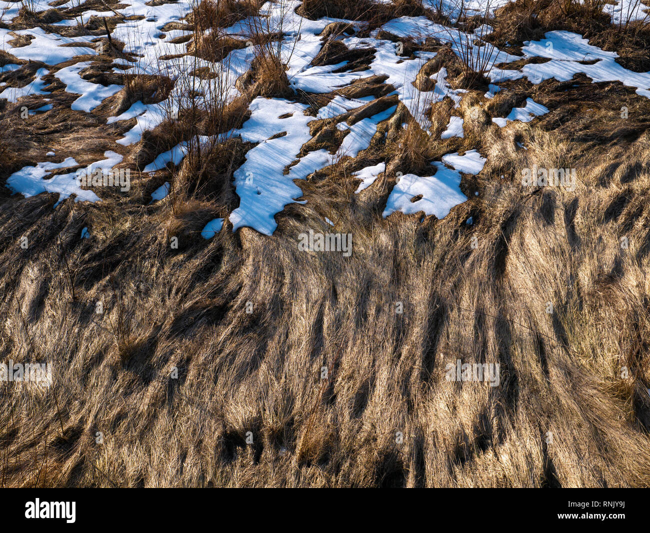 texture of dry grass from top view. Like Wool Stock Photo - Alamy