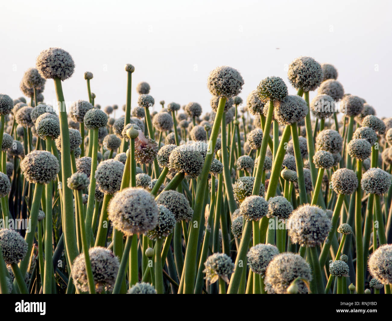 Mid valley hi-res stock photography and images - Alamy