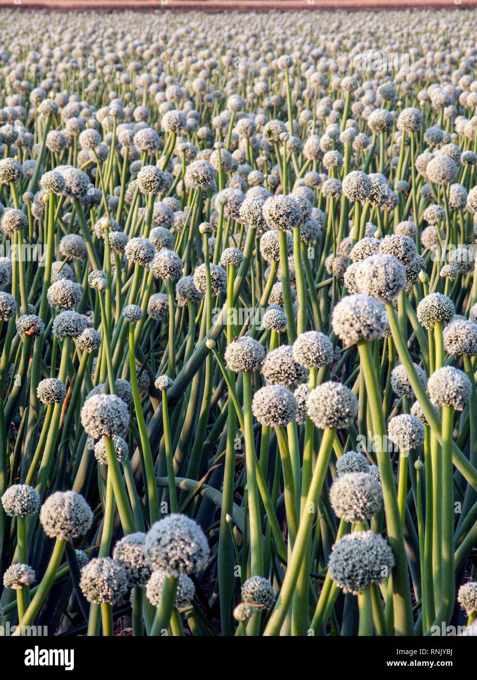 Onion field Iselton, CA mid-valley california Stock Photo - Alamy