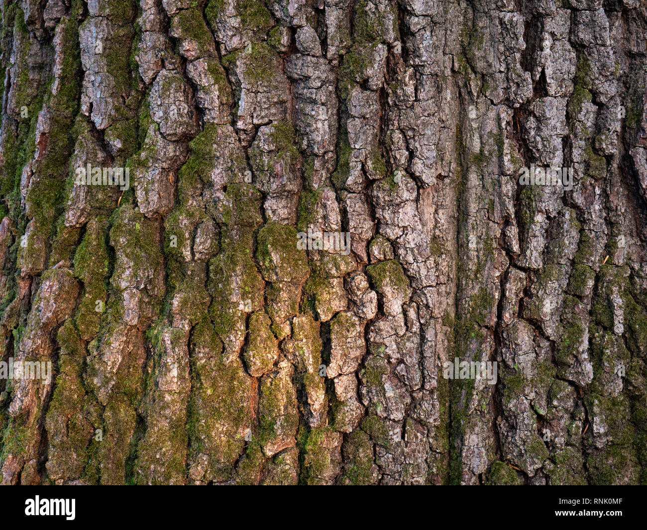 wood texture closeup. Texture of tree Stock Photo - Alamy