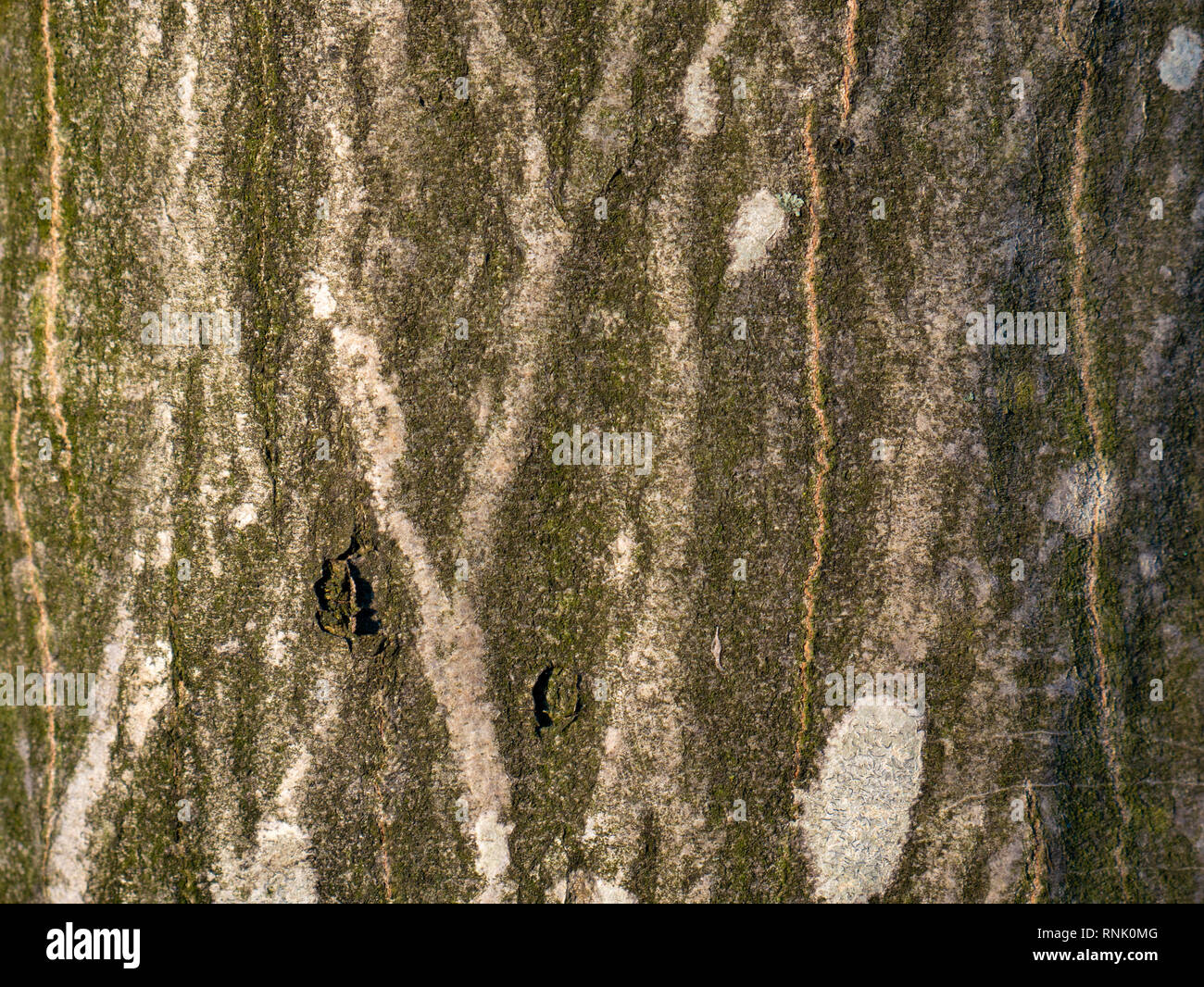 wood texture closeup. Texture of tree Stock Photo - Alamy
