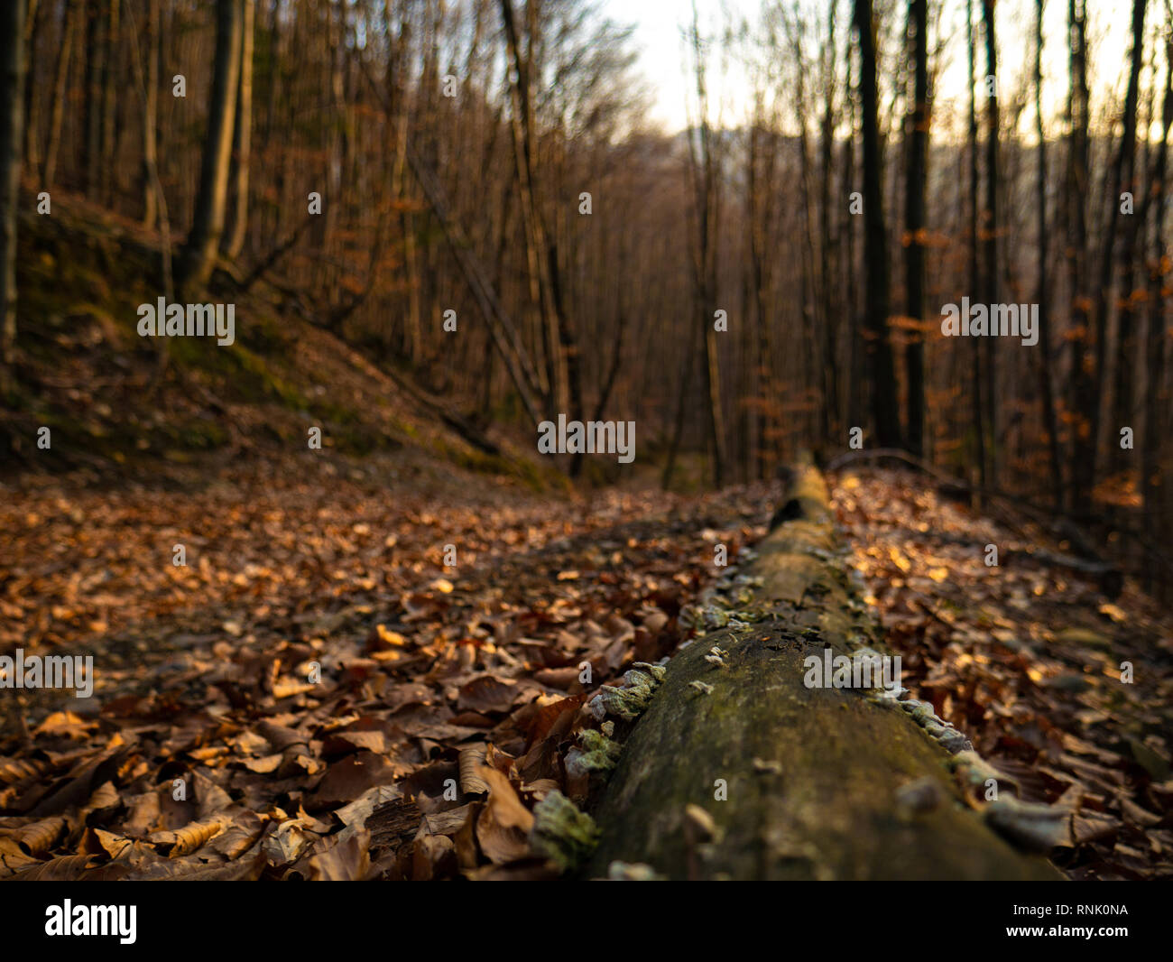Very beautiful road in the forest. Trail in the forest. Forest without ...