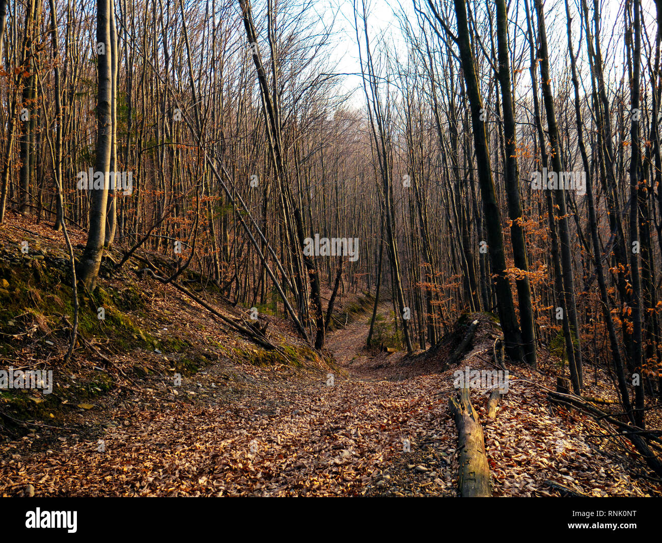 Very beautiful road in the forest. Trail in the forest. Forest without ...