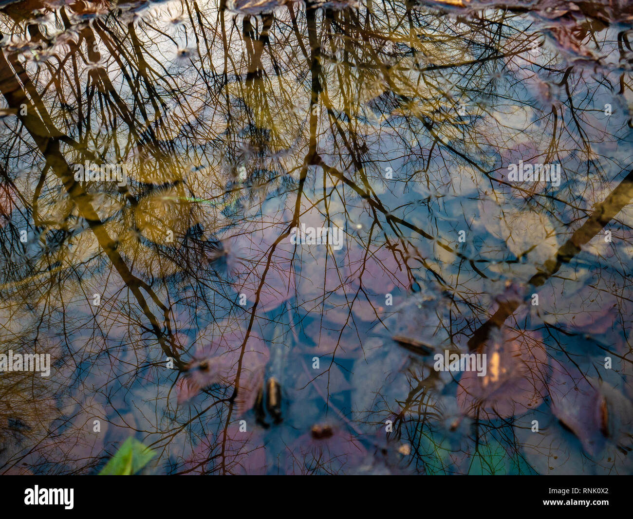 After rain reflection on puddle. Tree and sky in puddle reflection ...