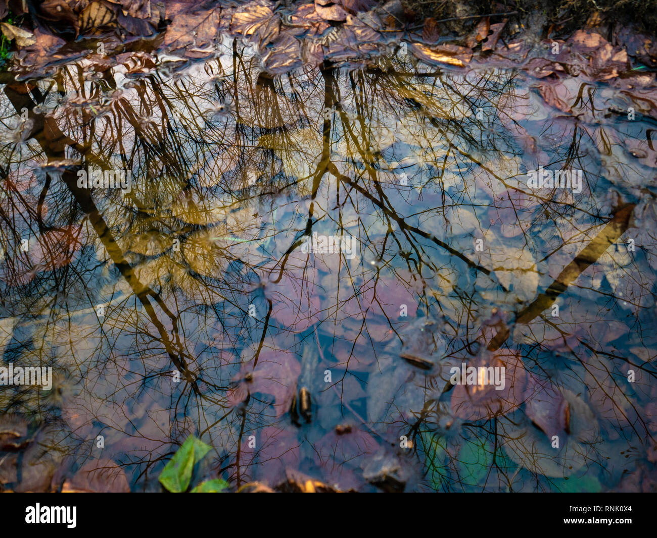 After rain reflection on puddle. Tree and sky in puddle reflection ...