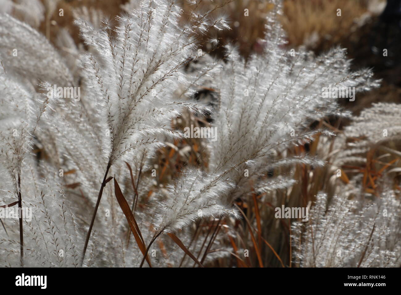 Feathery plant hi-res stock photography and images - Alamy