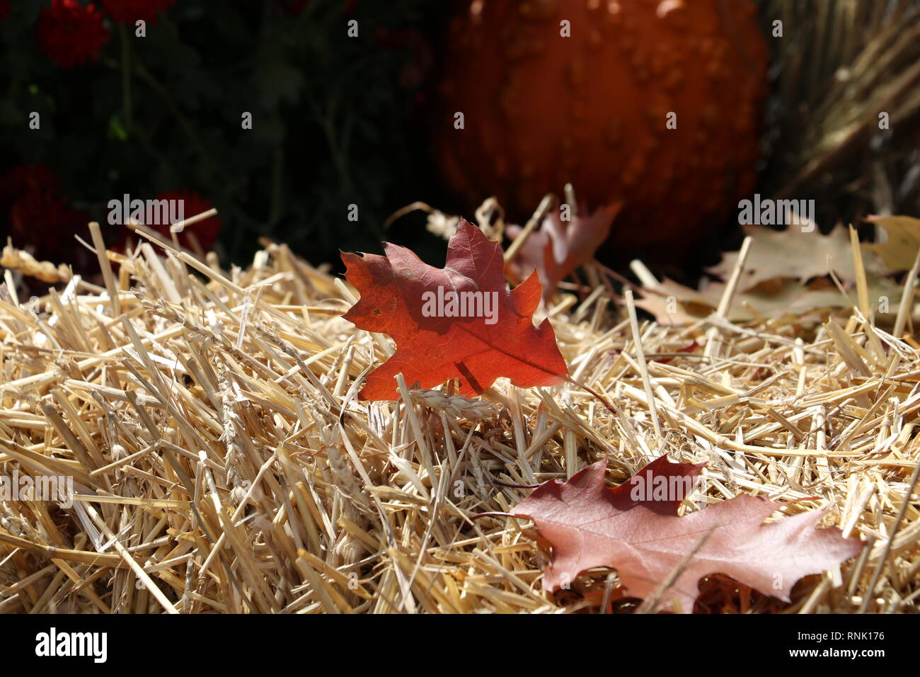 Autumn leaves on hay Stock Photo - Alamy
