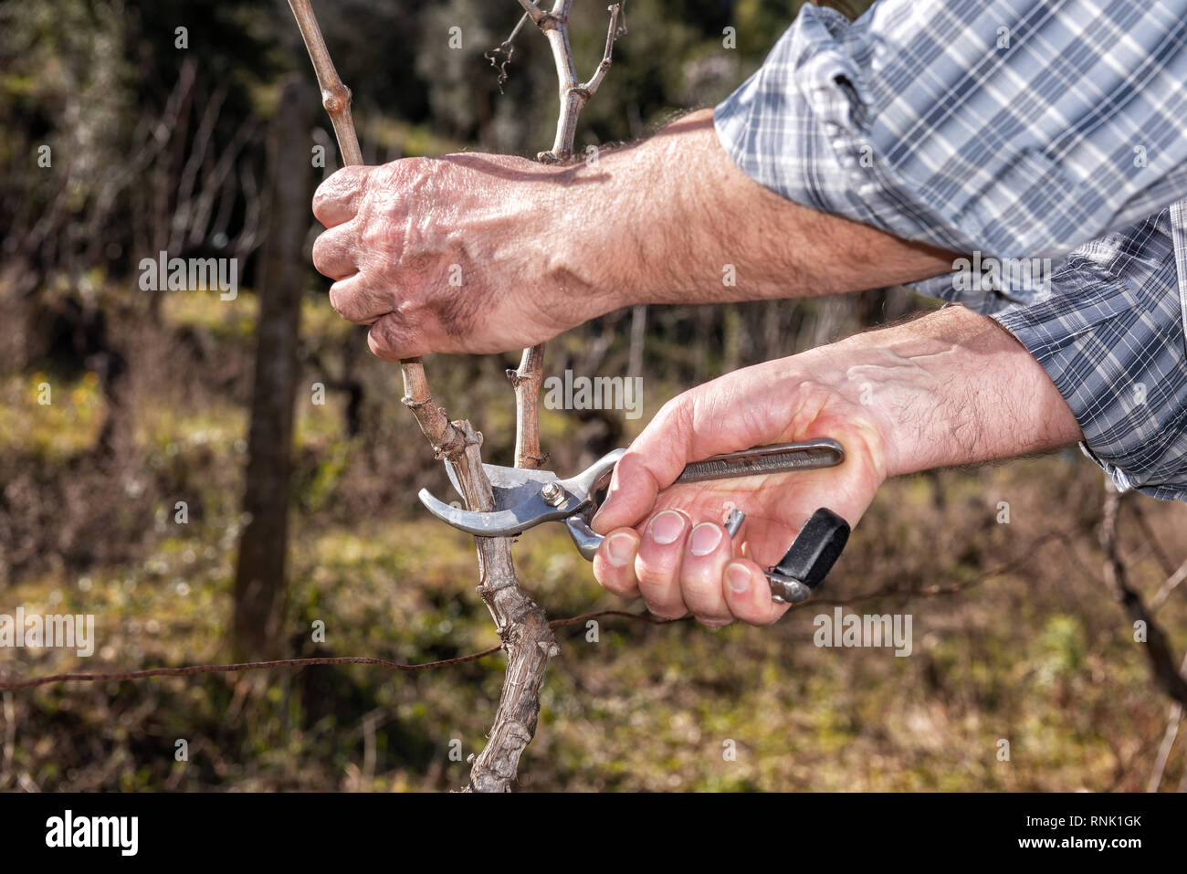 Close up of the hands of a Caucasian wine grower at work in an old ...