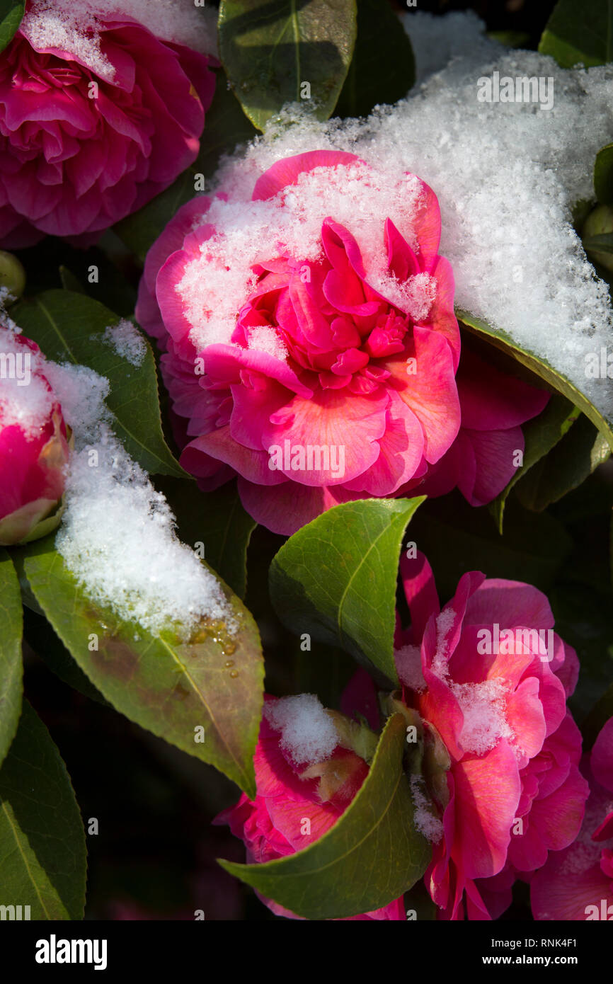 Snow camellia hi-res stock photography and images - Alamy