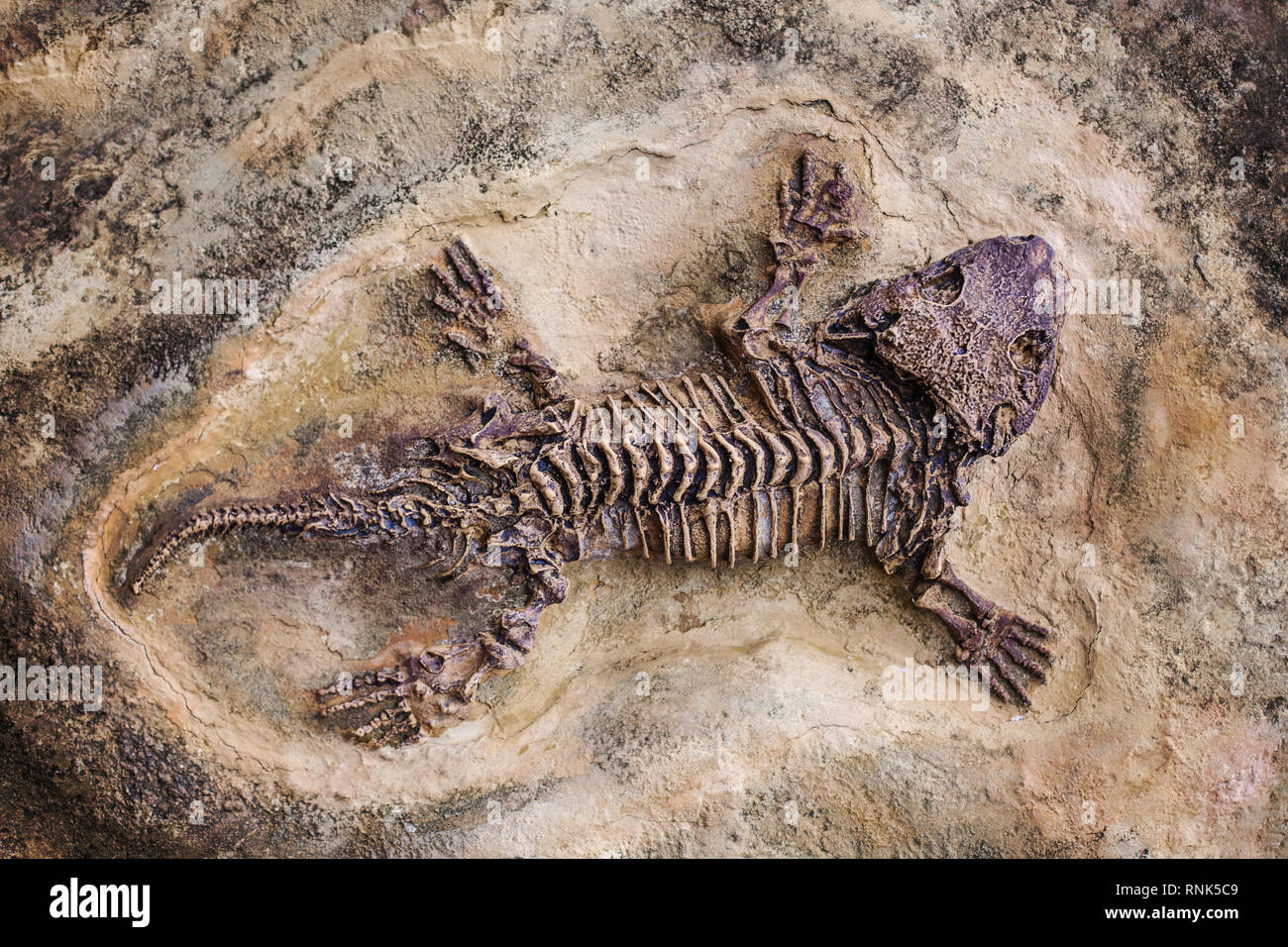 Prehistoric Animal Fossils