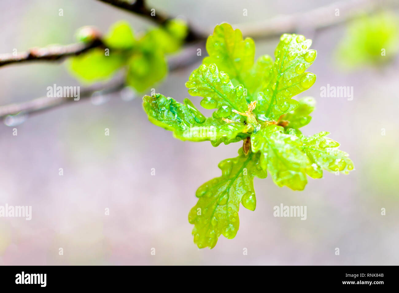 The beautiful spring tree branch with rain drops, macro background ...