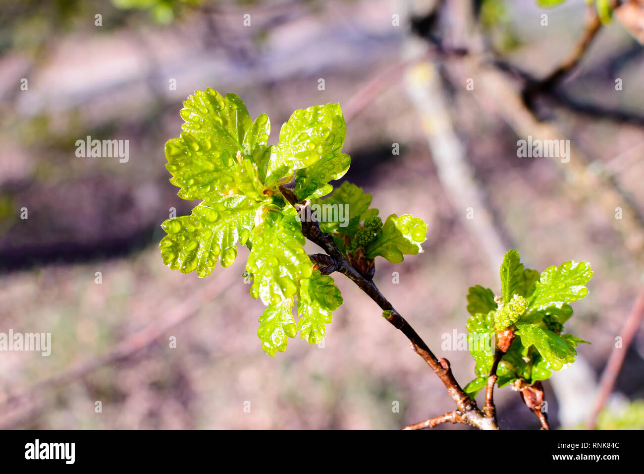 The beautiful spring tree branch with rain drops, macro background ...