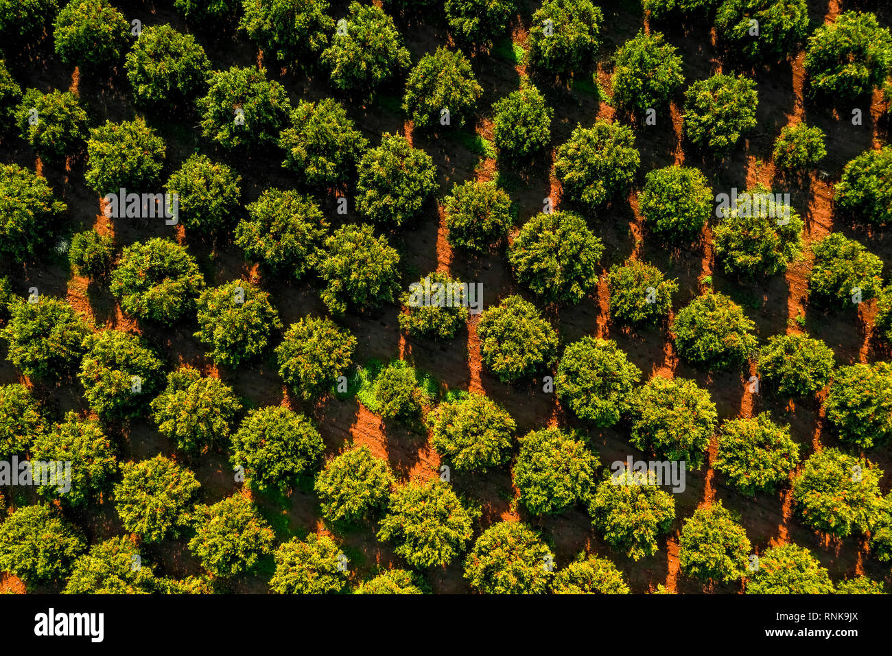Orange orchard aerial hi-res stock photography and images - Alamy