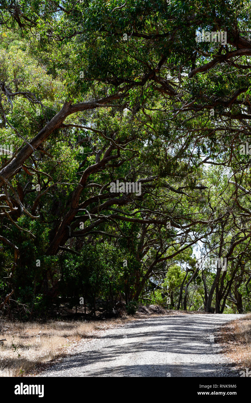 Country Lane in Summer background Stock Photo - Alamy