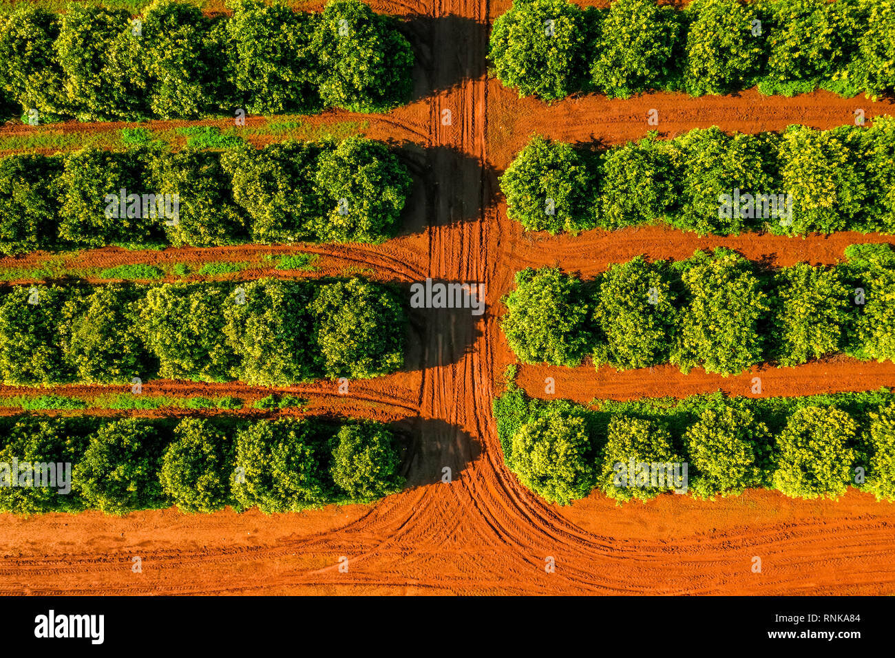 Orange orchard aerial hi-res stock photography and images - Alamy