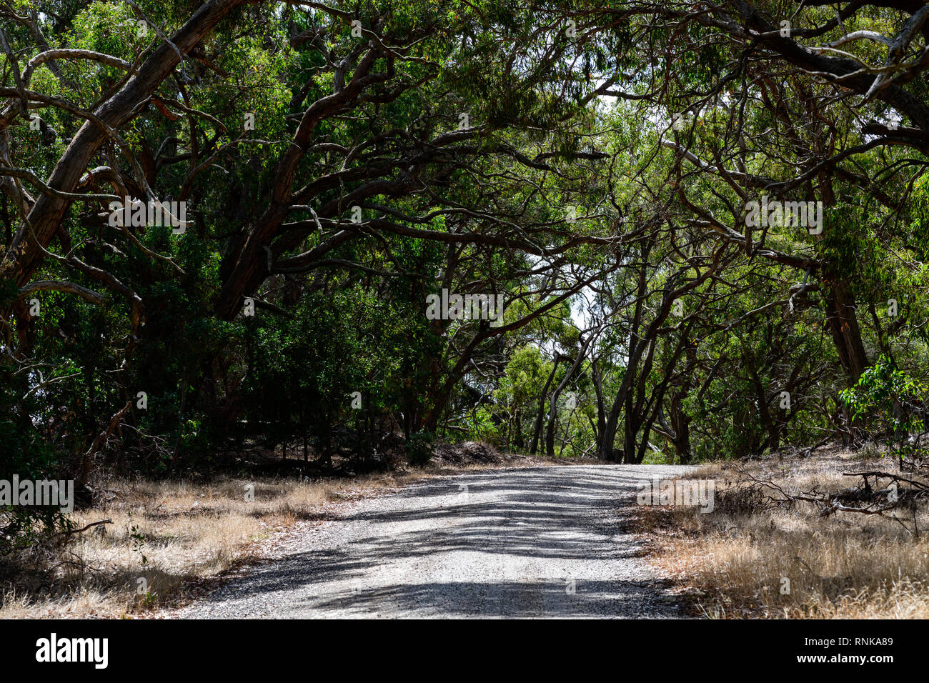 Country Lane in Summer background Stock Photo - Alamy