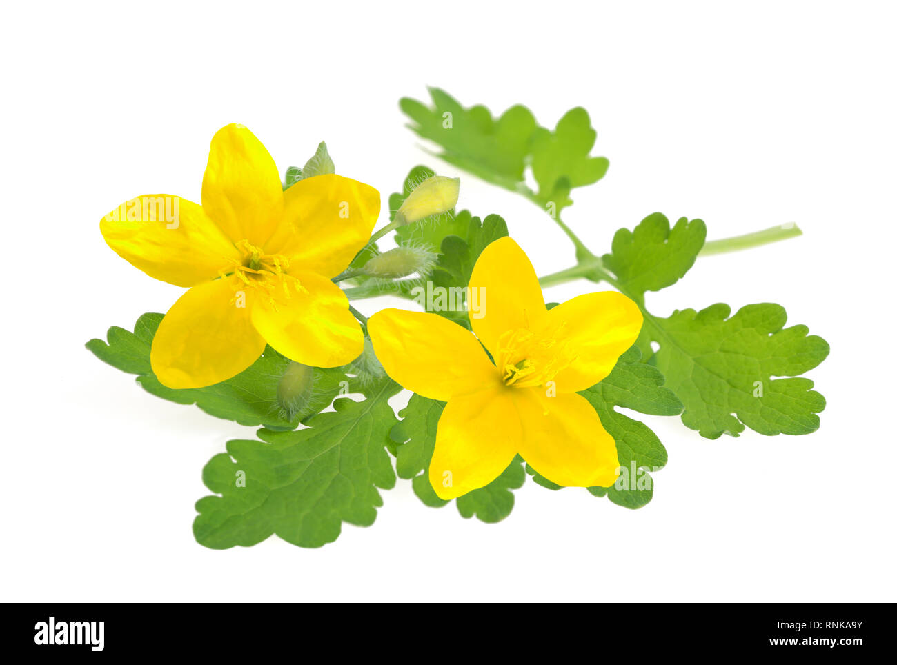 Greater celandine isolated on white background Stock Photo - Alamy