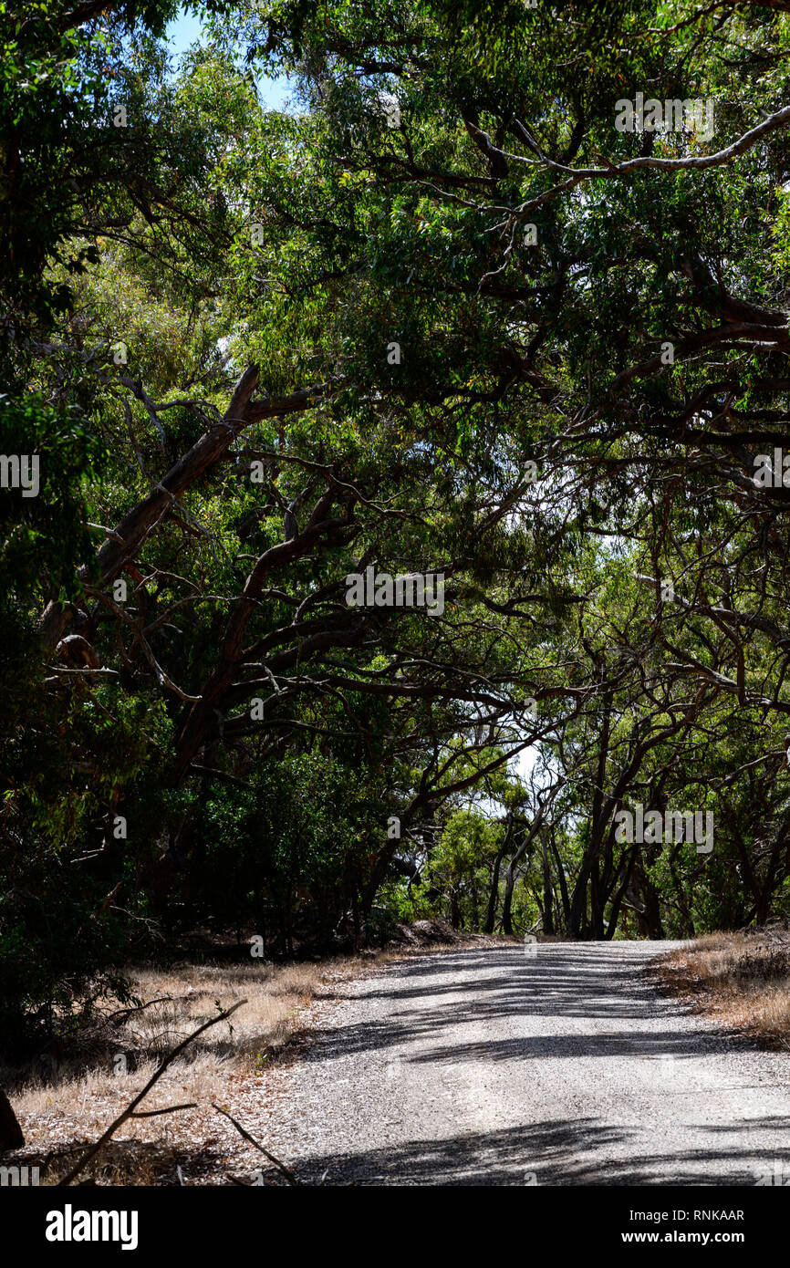 Country Lane in Summer background Stock Photo - Alamy