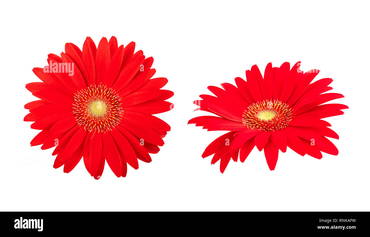 Gerbera flowers isolated on white background Stock Photo - Alamy
