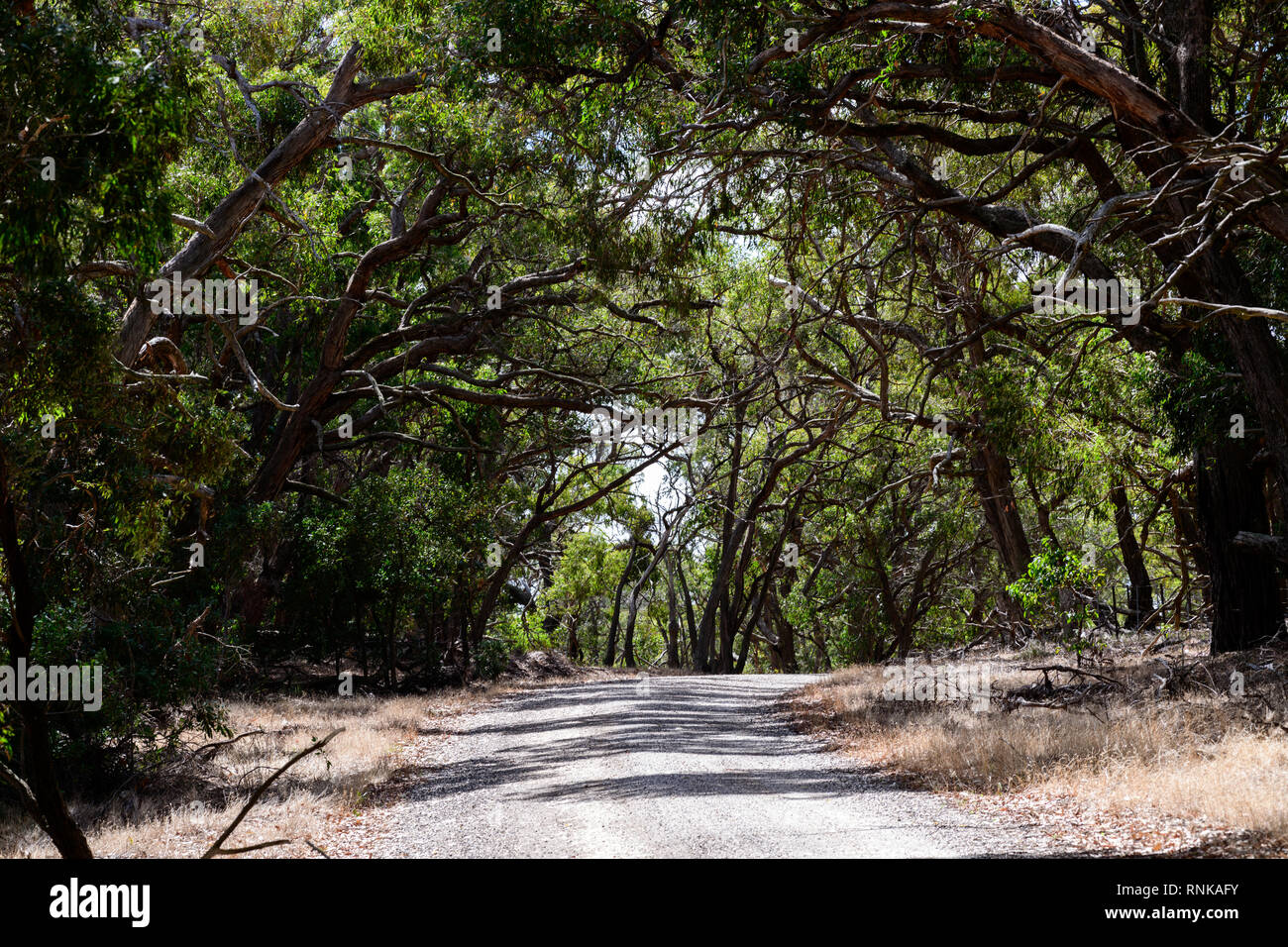 Country Lane in Summer background Stock Photo - Alamy