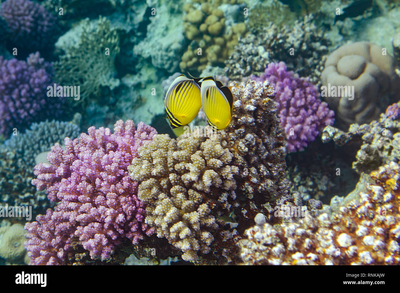 Tropical fish and corals in the Red Sea, Egypt Stock Photo - Alamy