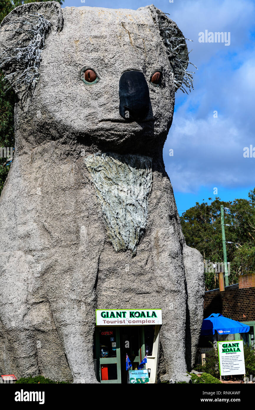 Koala, Giant Koala, Dadswells Bridge, Victoria , Australia Stock Photo ...