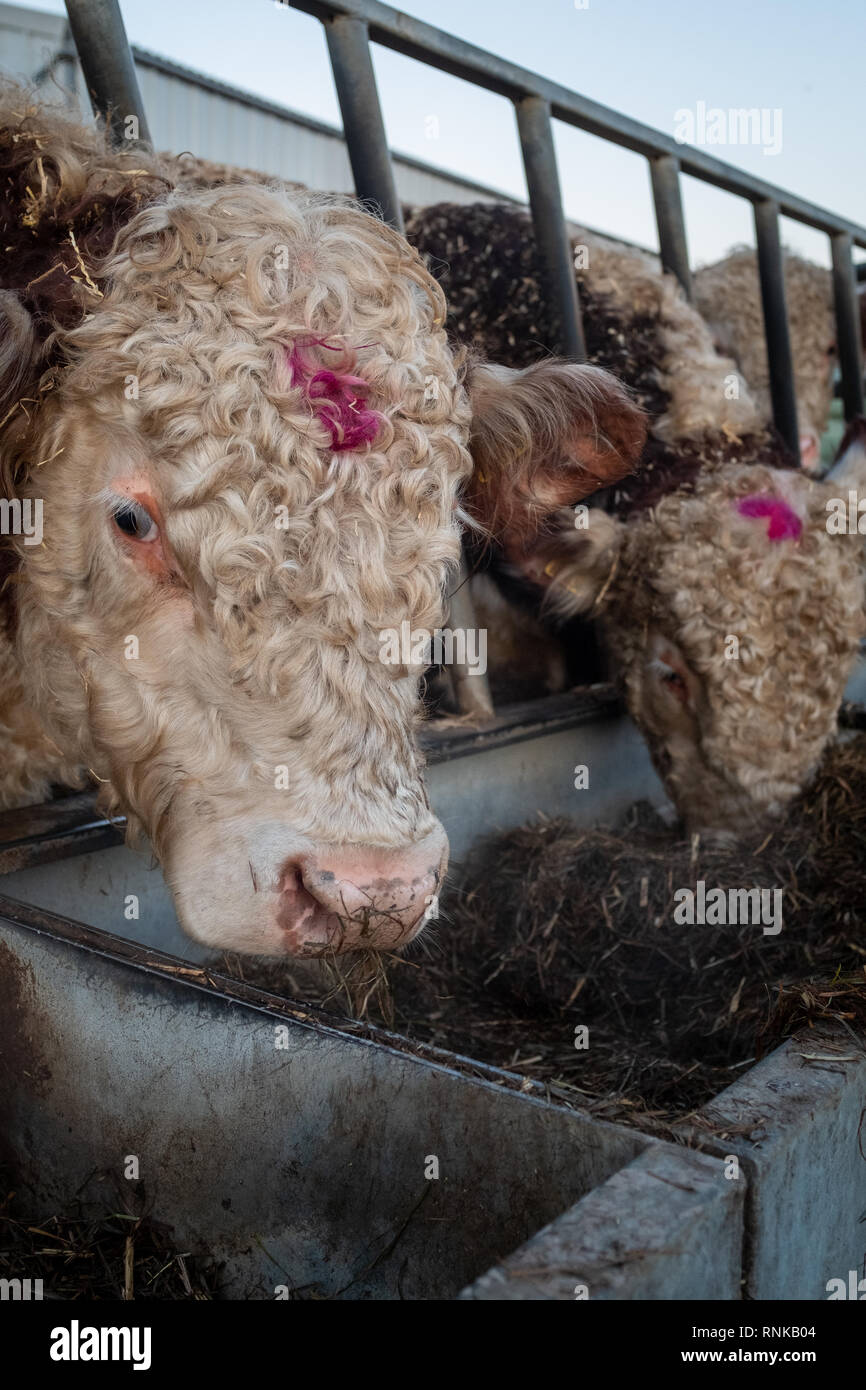A portrait head shot of a hereford cow eating hay from a food trough in ...