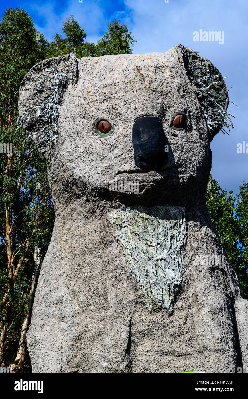 Koala, Giant Koala, Dadswells Bridge, Victoria , Australia Stock Photo ...