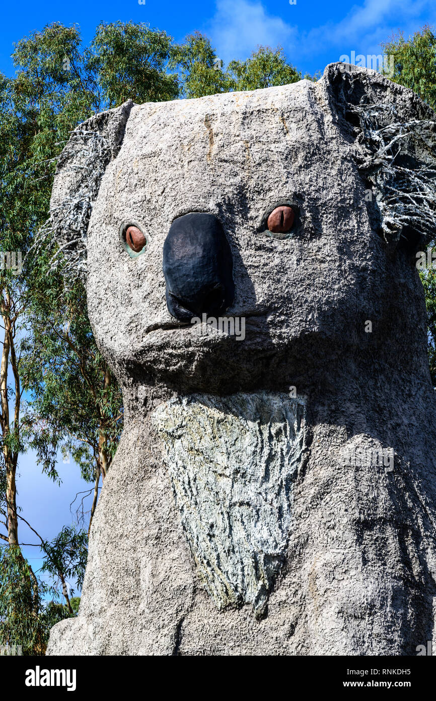 Koala, Giant Koala, Dadswells Bridge, Victoria , Australia Stock Photo ...