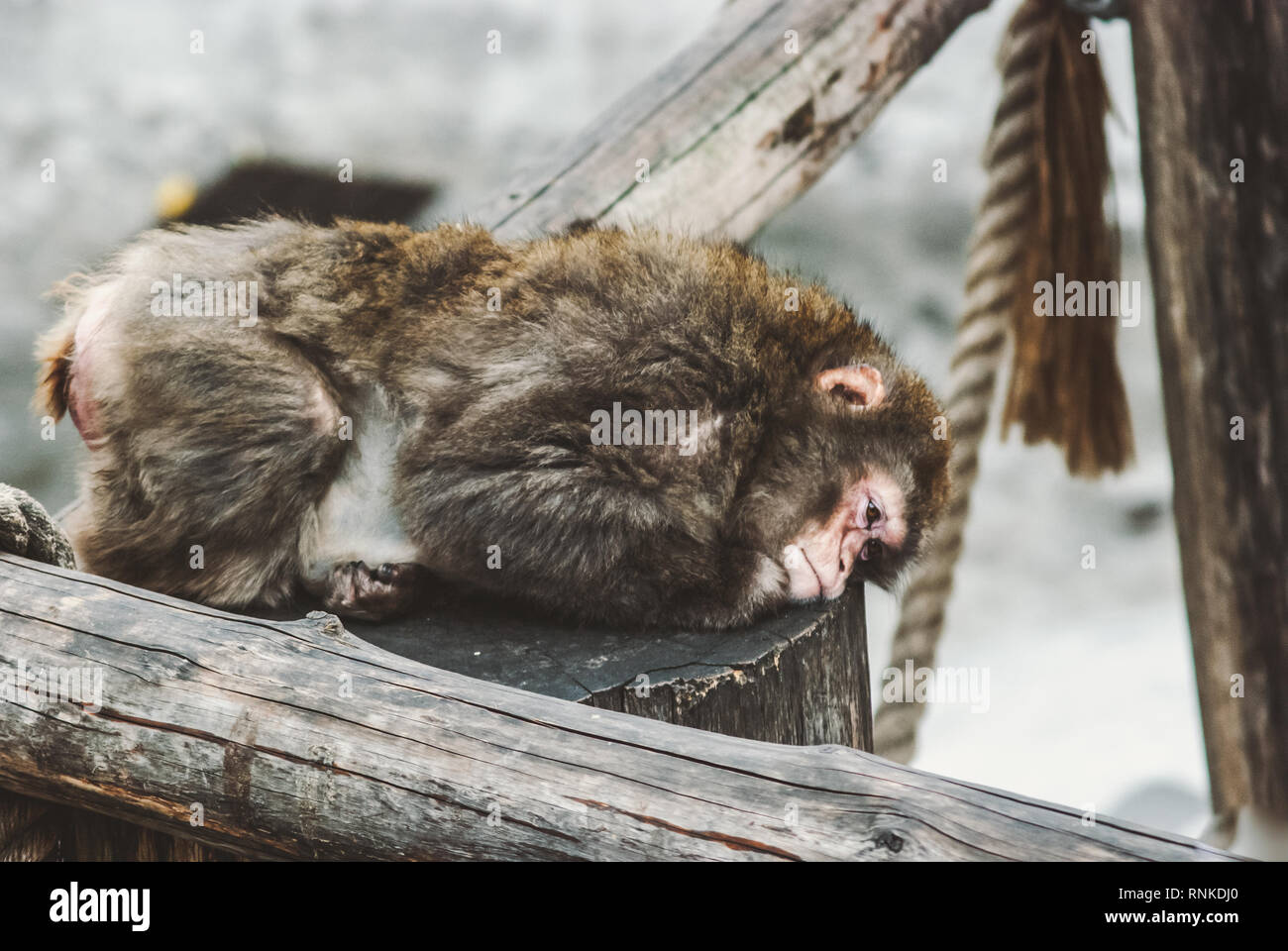 sad macaque monkey lying on a wooden stump in the zoo Stock Photo - Alamy
