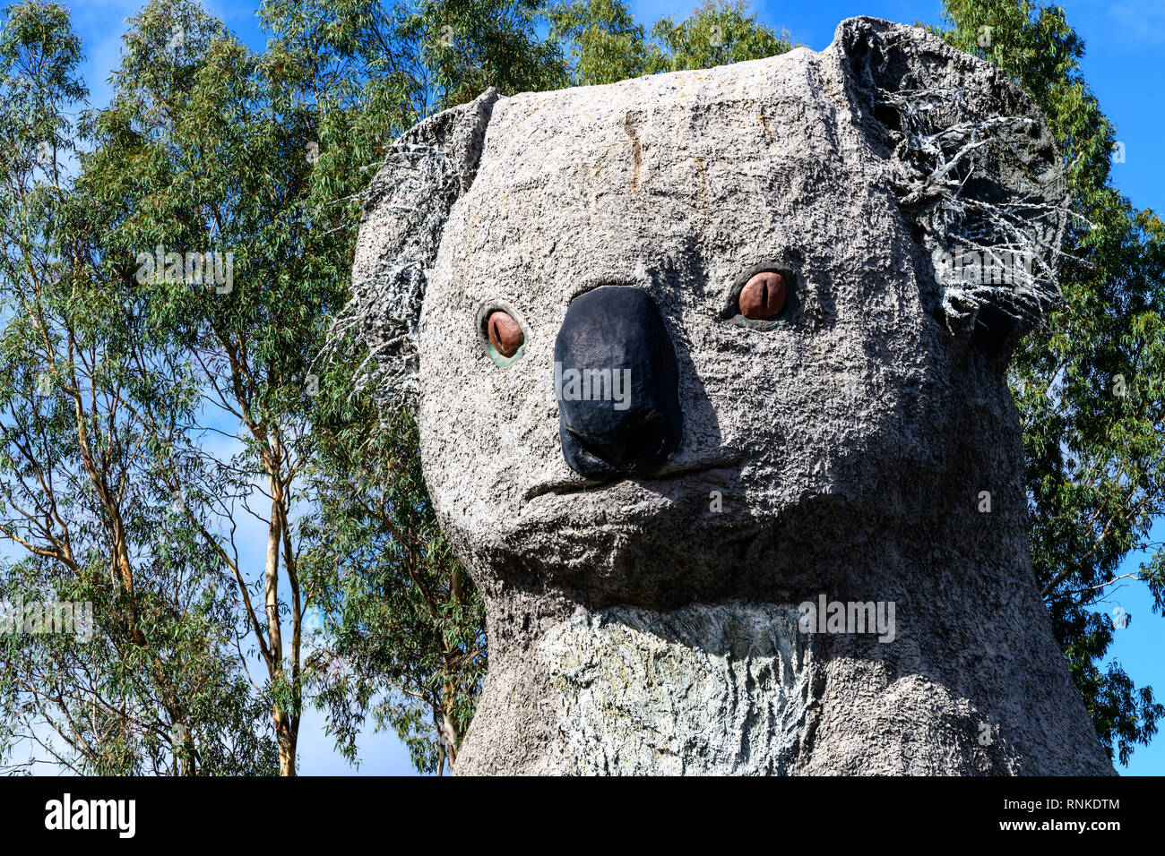 Big koala victoria hi-res stock photography and images - Alamy