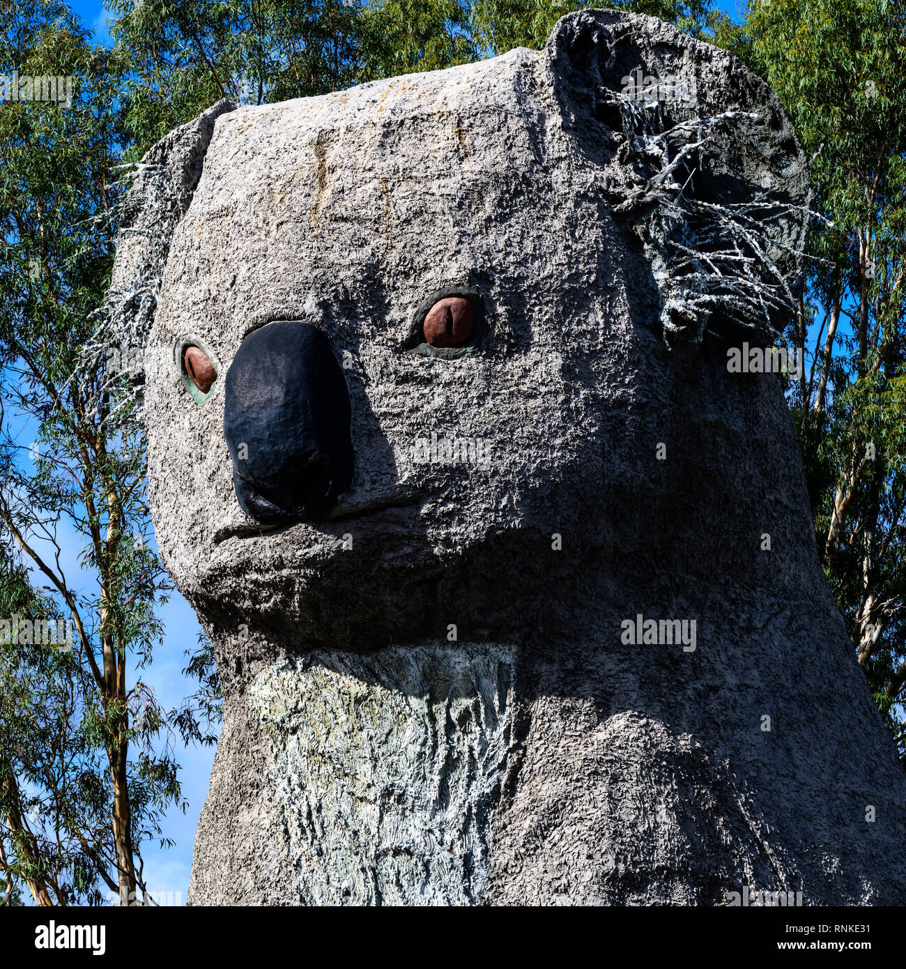 Koala, Giant Koala, Dadswells Bridge, Victoria , Australia Stock Photo ...
