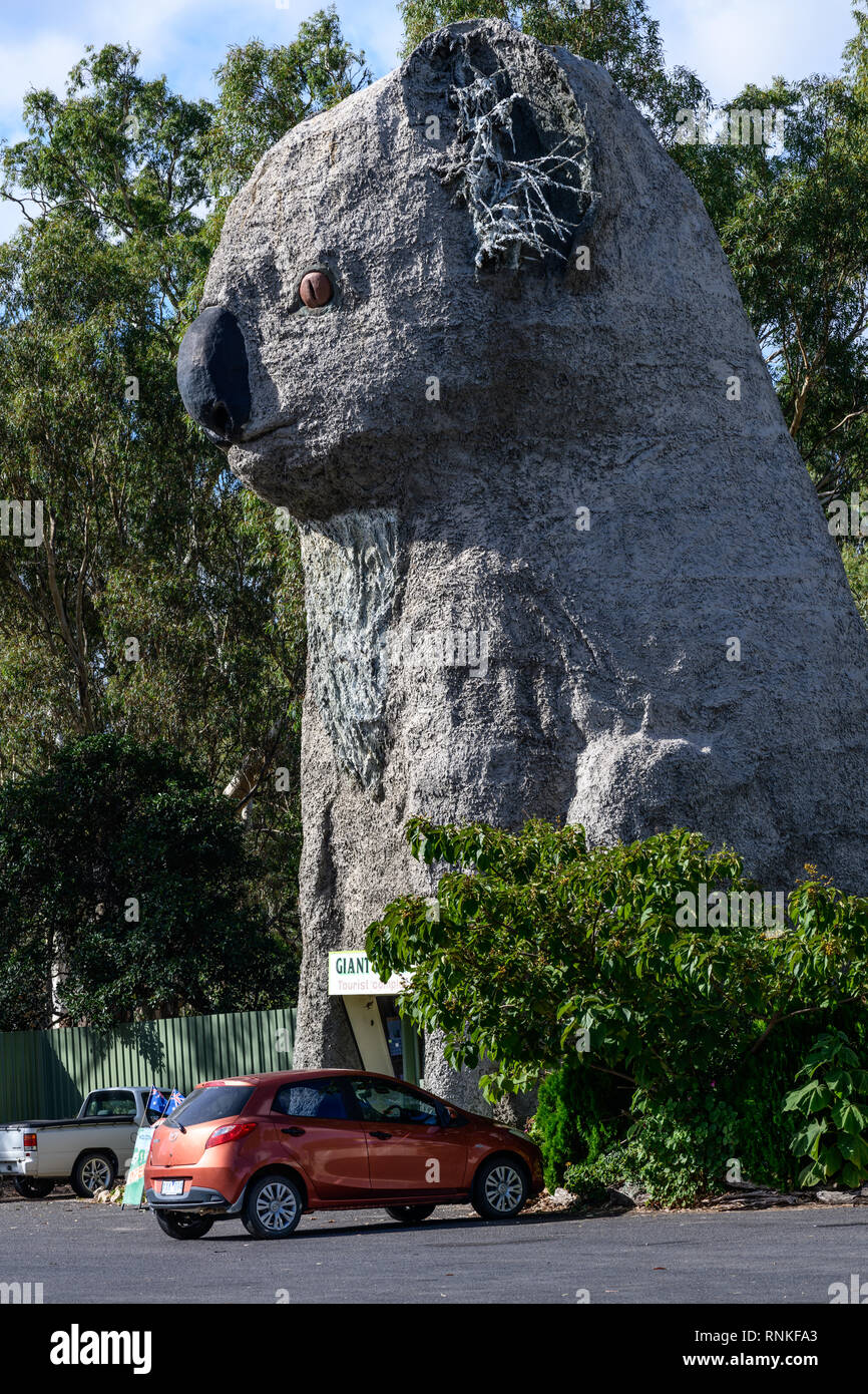 Koala, Giant Koala, Dadswells Bridge, Victoria , Australia Stock Photo ...