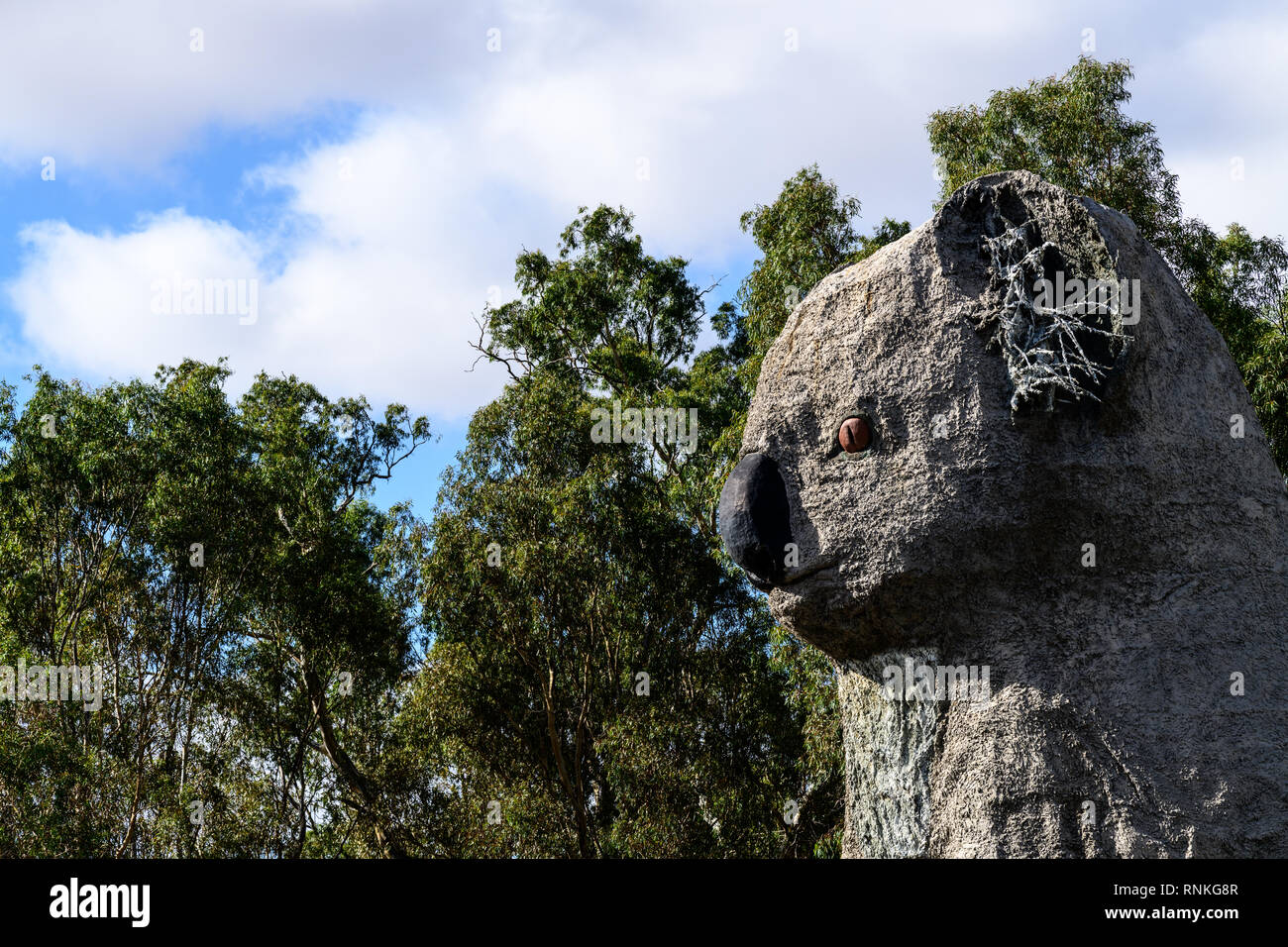 Koala, Giant Koala, Dadswells Bridge, Victoria , Australia Stock Photo ...