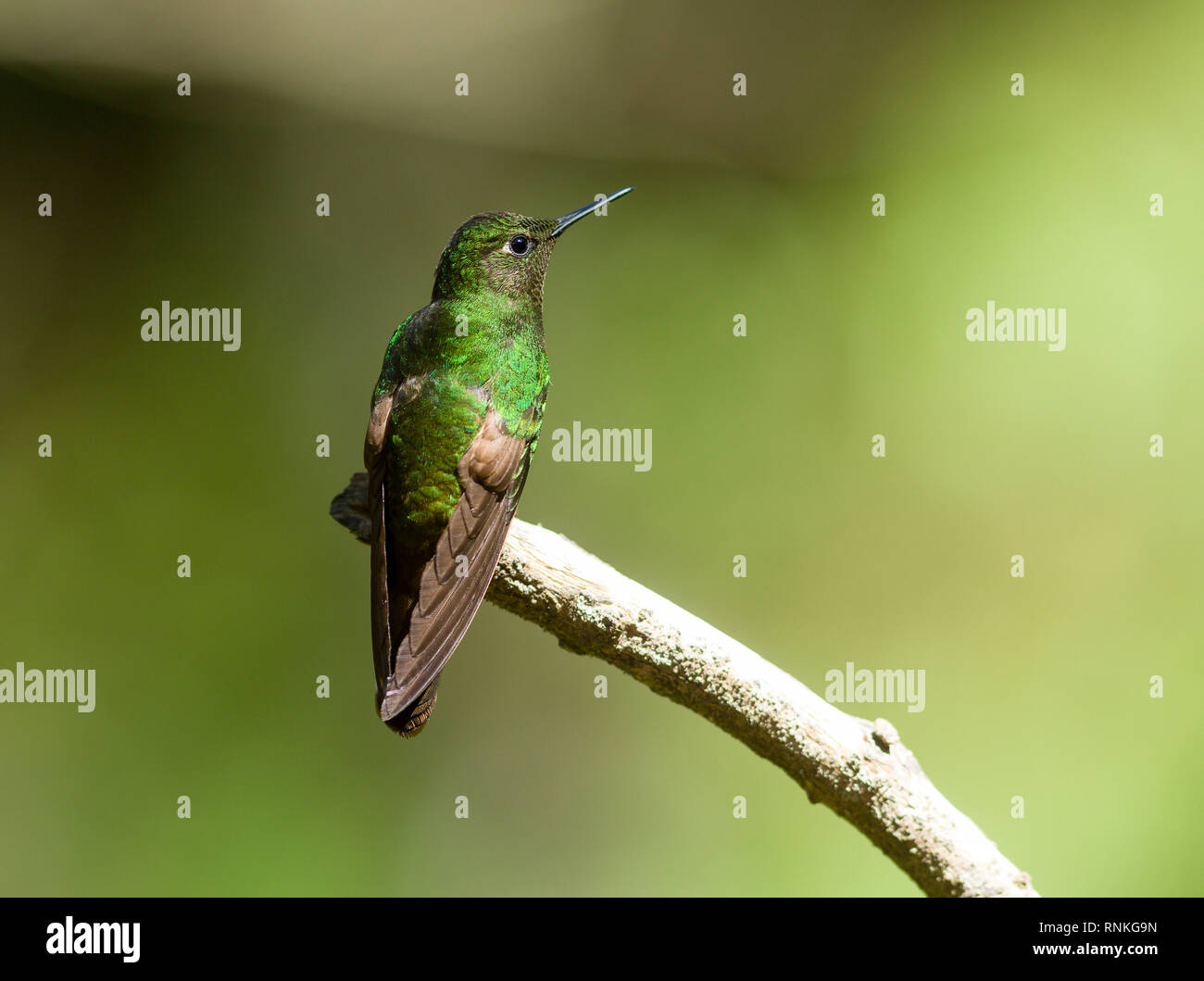 Colombia: Salento, Quindío. Bird with a green-golden brown plumage, on ...