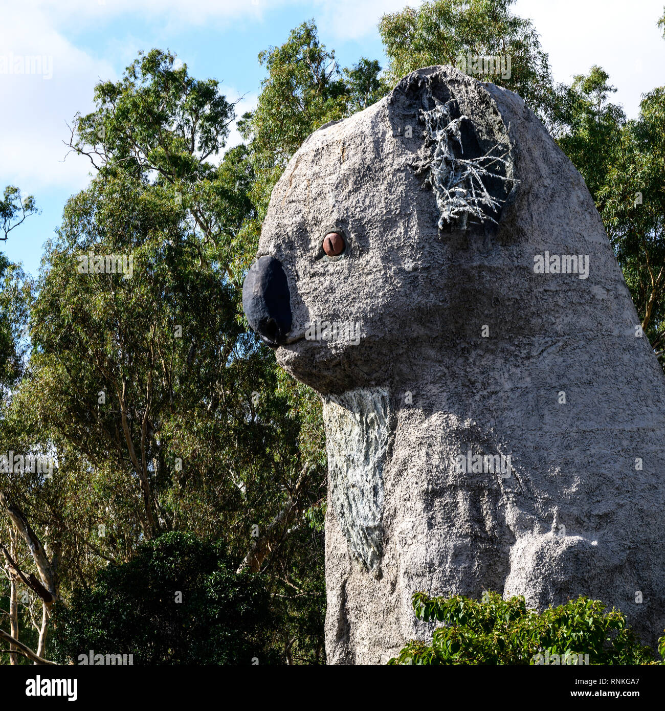 Koala, Giant Koala, Dadswells Bridge, Victoria , Australia Stock Photo ...