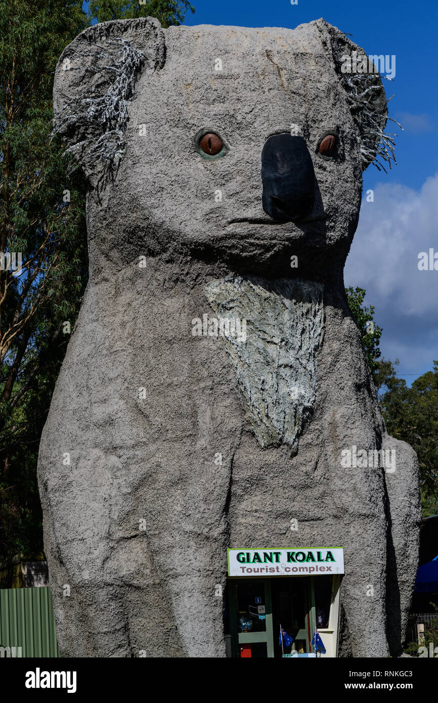Koala, Giant Koala, Dadswells Bridge, Victoria , Australia Stock Photo ...