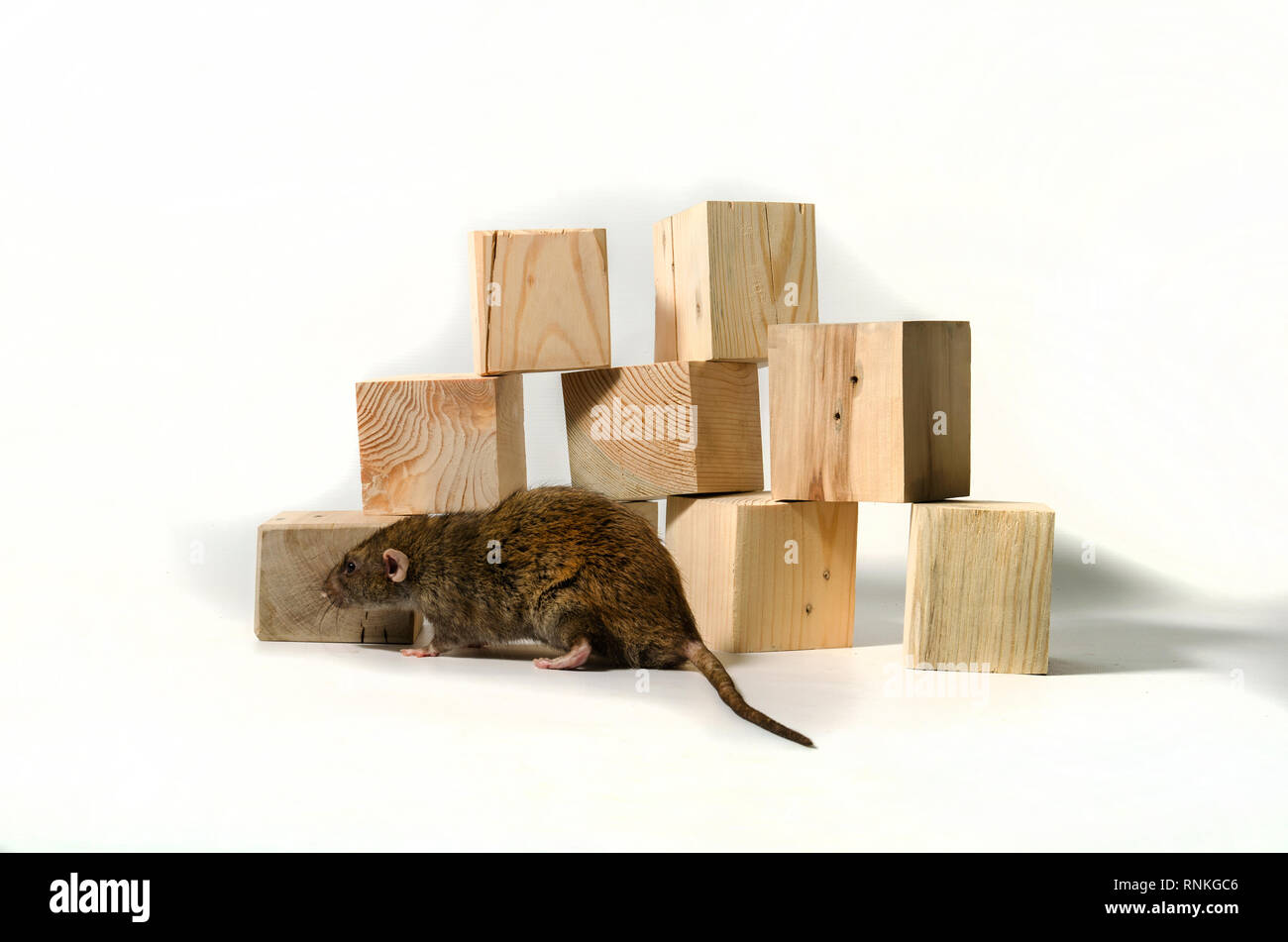 Wooden cubes on brown Cut Out Stock Images & Pictures - Alamy