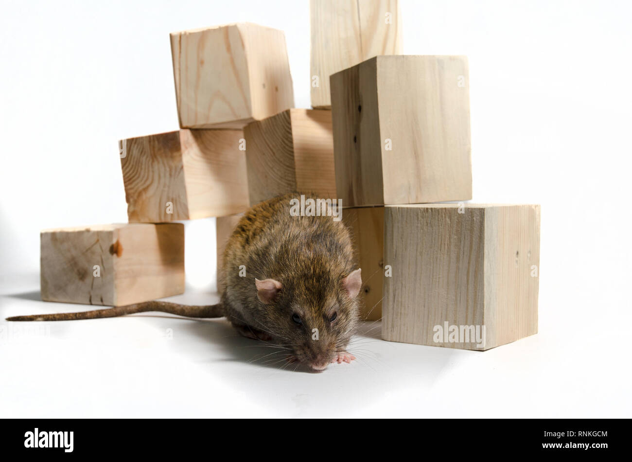 Rat Animal Blocks High Resolution Stock Photography and Images - Alamy