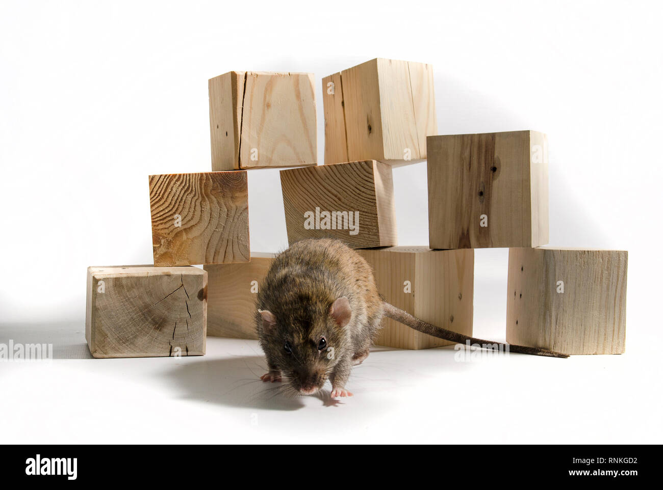 Rat Animal Blocks High Resolution Stock Photography and Images - Alamy