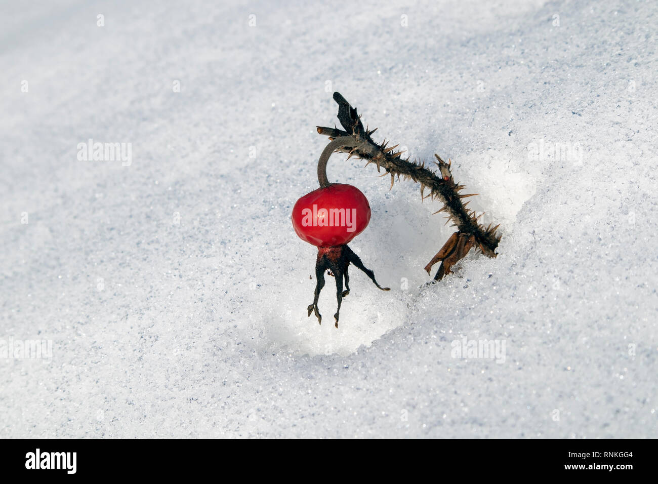 Rosa rugosa winter hi-res stock photography and images - Alamy