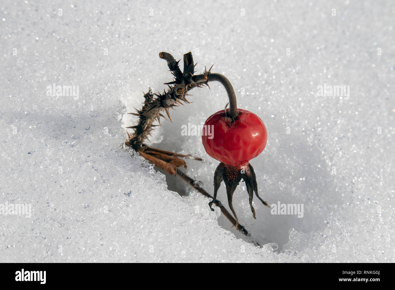 Rosa rugosa winter hi-res stock photography and images - Alamy