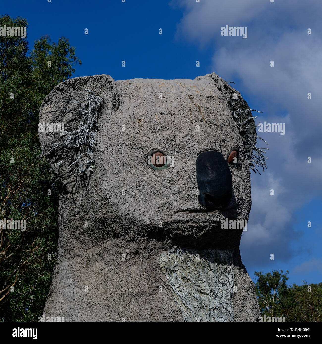 Koala bridge hi-res stock photography and images - Alamy