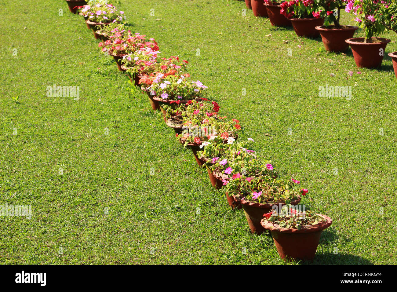 flower pot in the garden at a row Stock Photo - Alamy