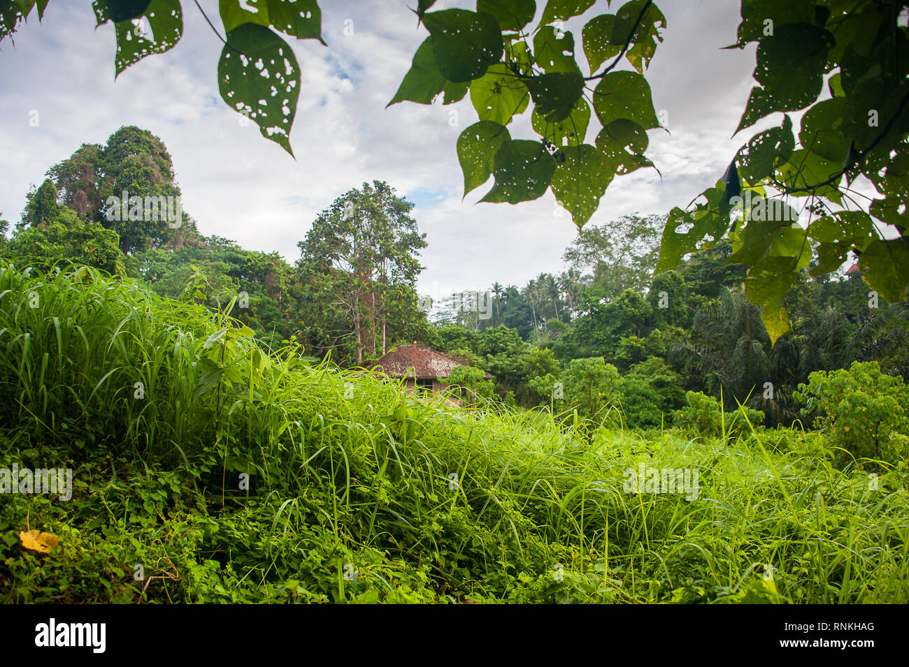 Campuhan Ridge Walk, Ubud, Bali, Indonesia. Scenic nature trail, lush ...