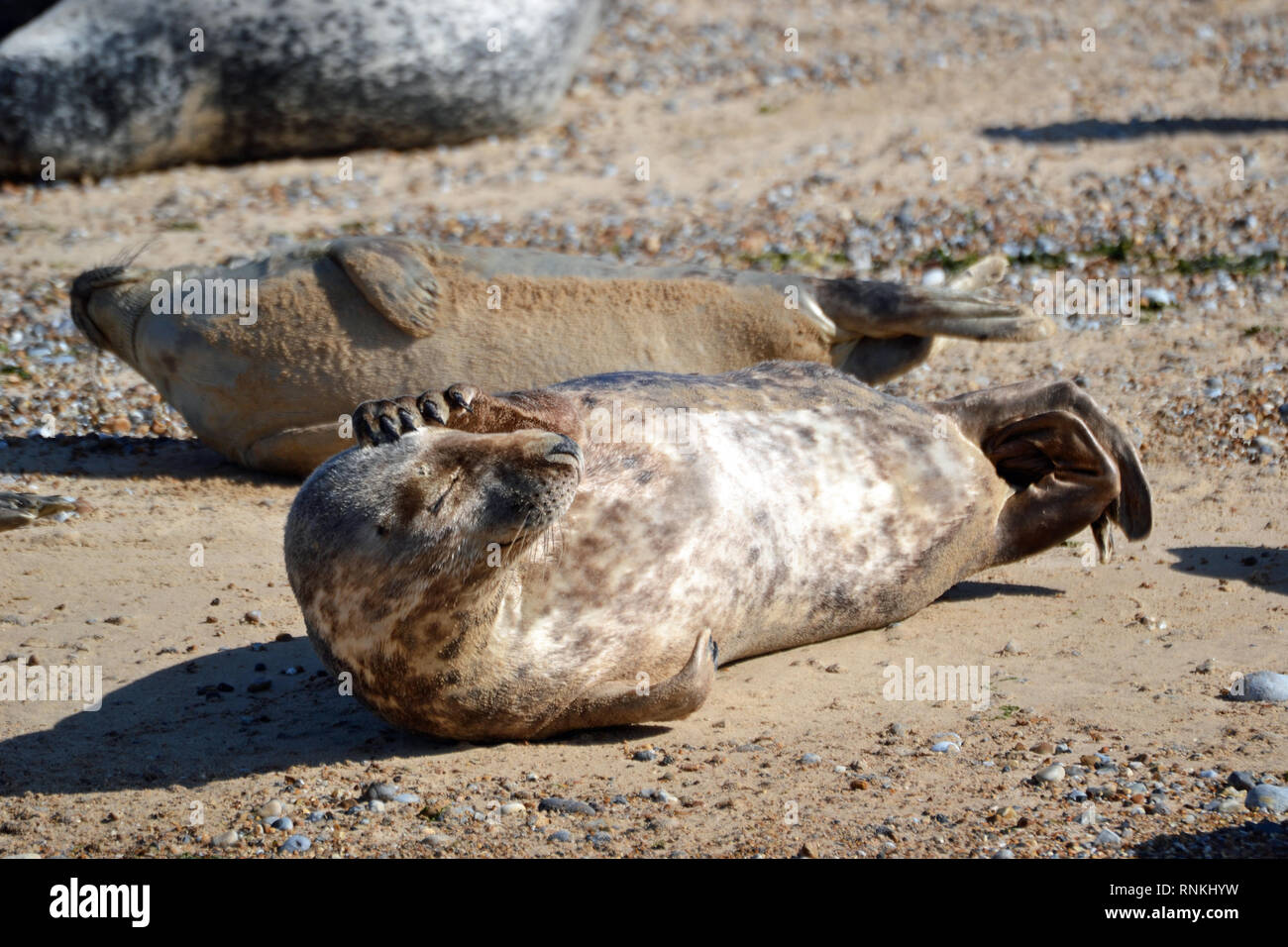 Common seals norfolk head hi-res stock photography and images - Alamy