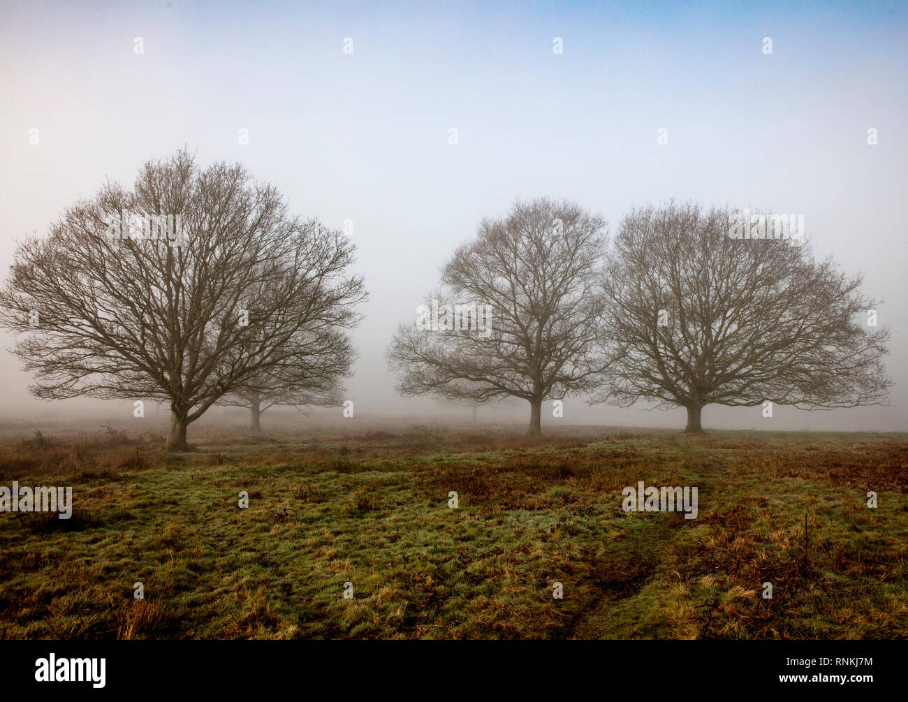 February trees hi-res stock photography and images - Alamy