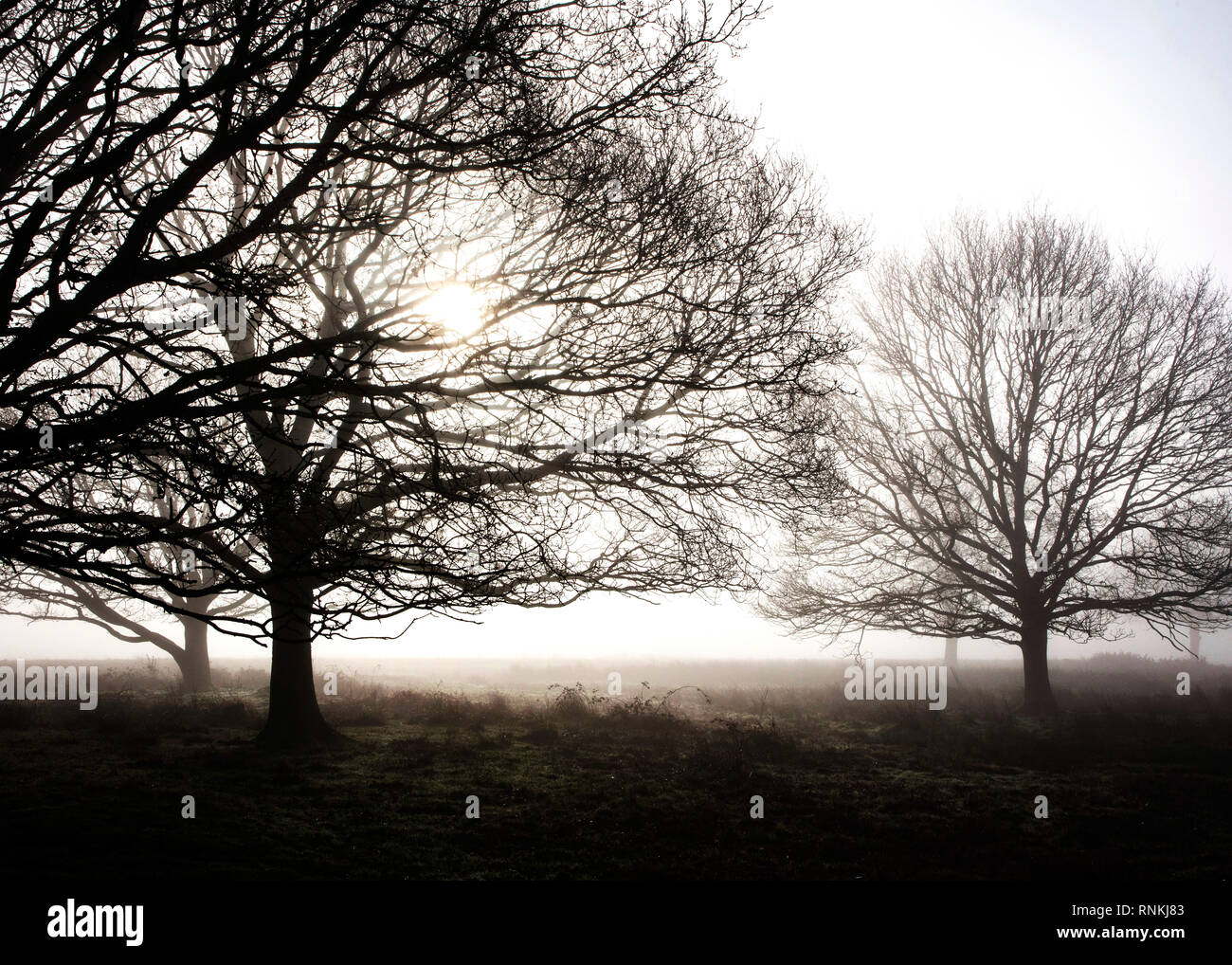 Trees Through a Misty Sun on a Cold February Morning on Ditchling ...