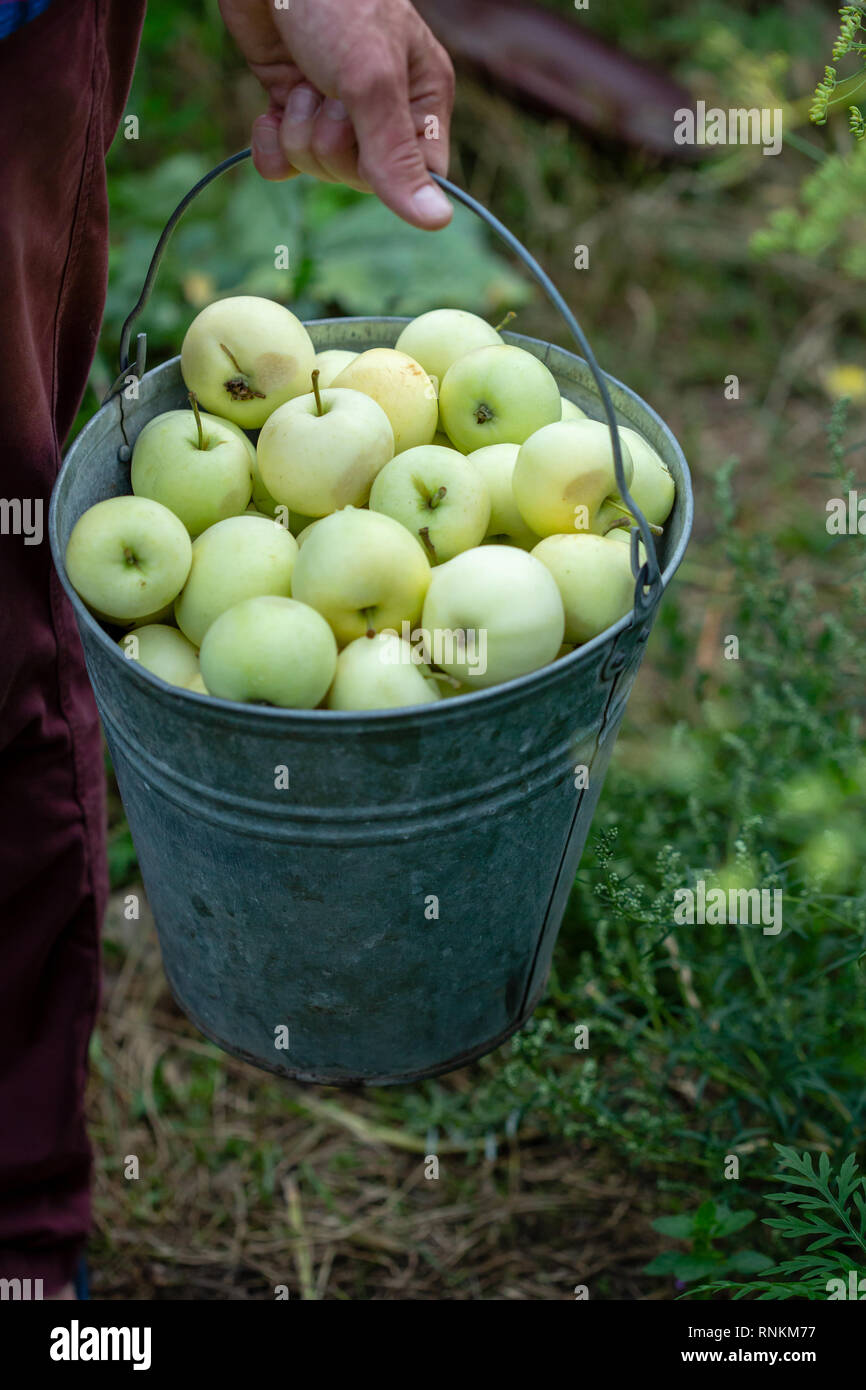 Summer apples harvest Stock Photo - Alamy